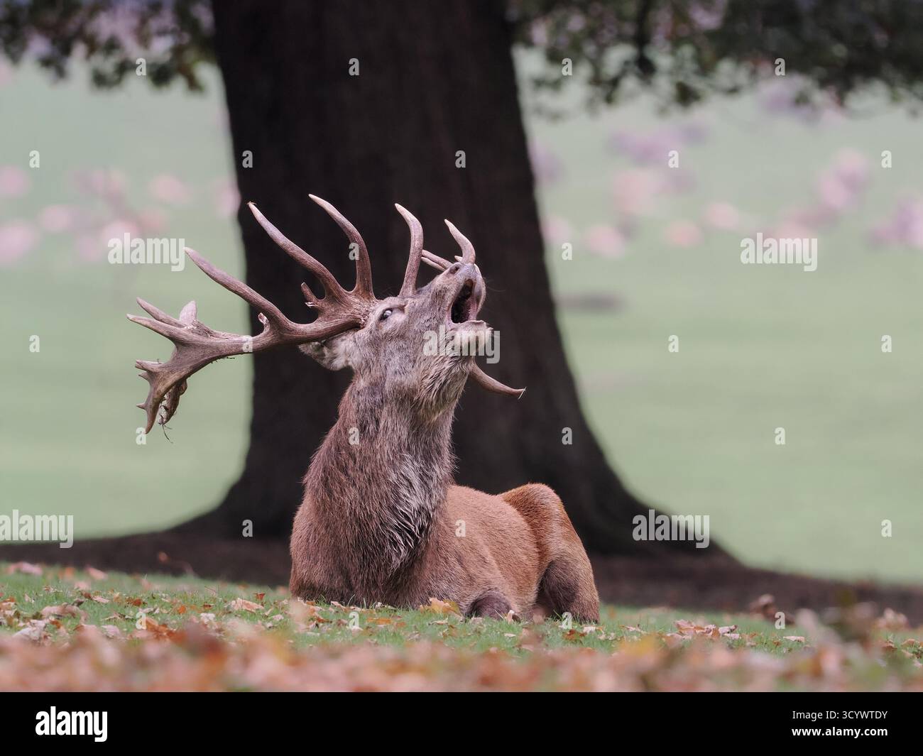 Red Stag laying under a tree, bellowing - Woburn, UK Stock Photo - Alamy