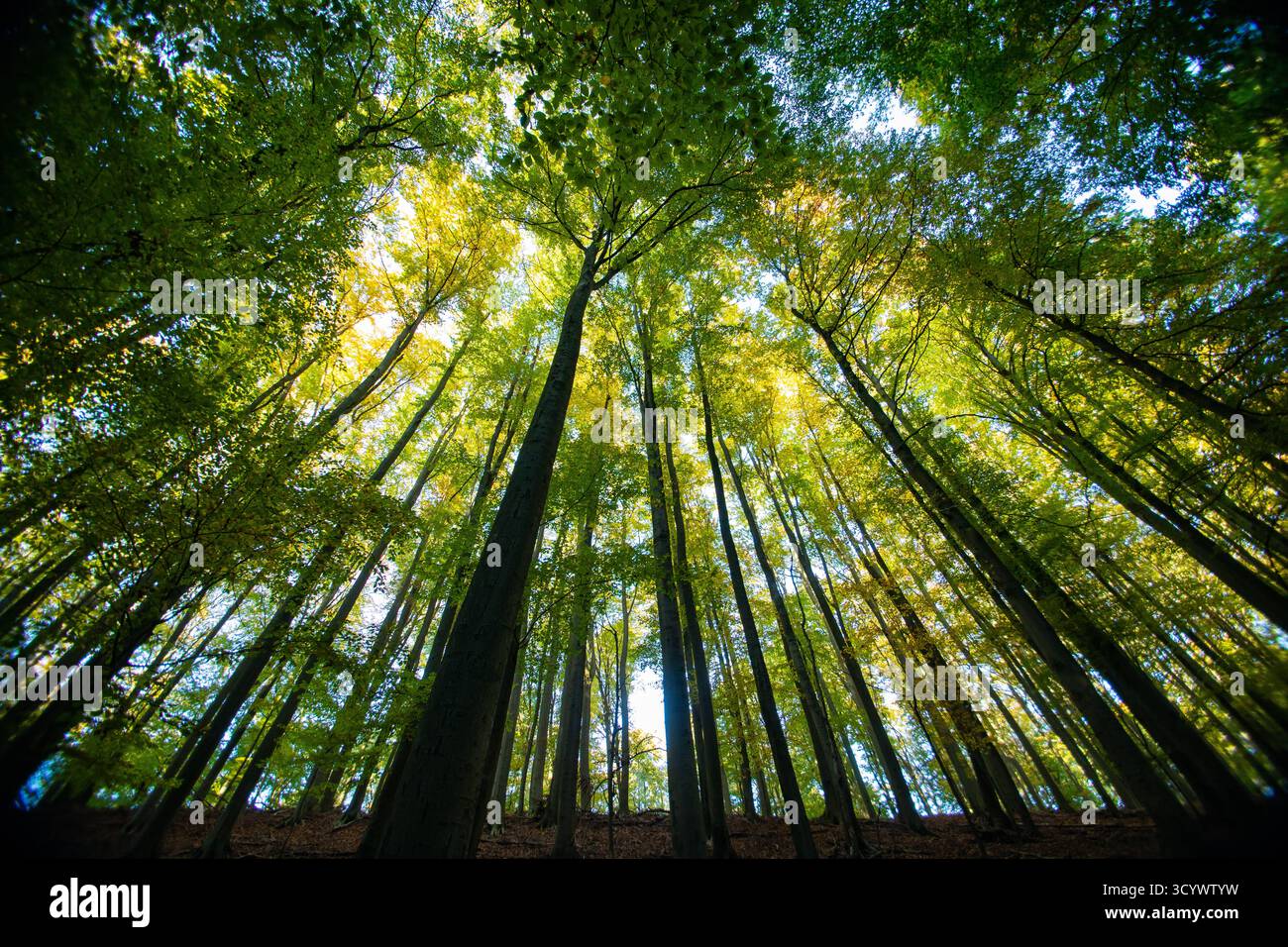 MG 1137 *** MG 1137 Stock Photo - Alamy
