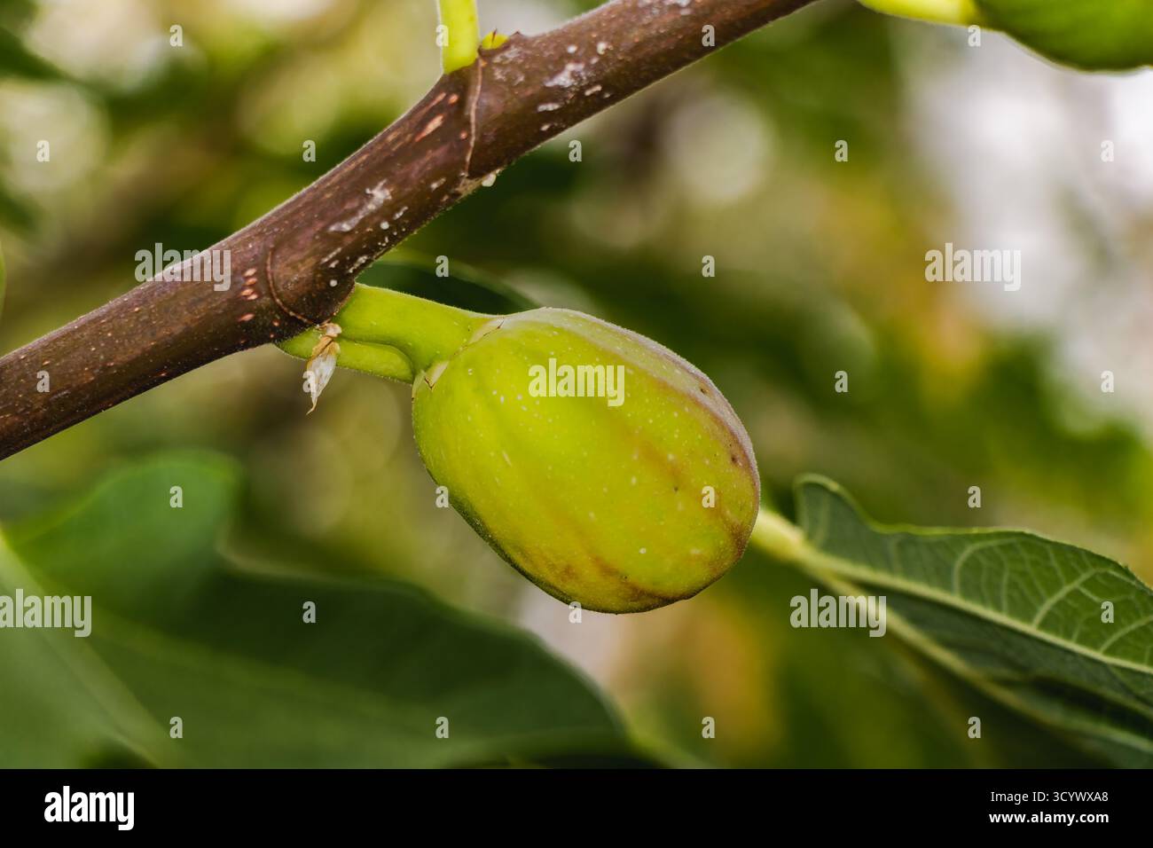 Organic fig farming hi-res stock photography and images - Alamy