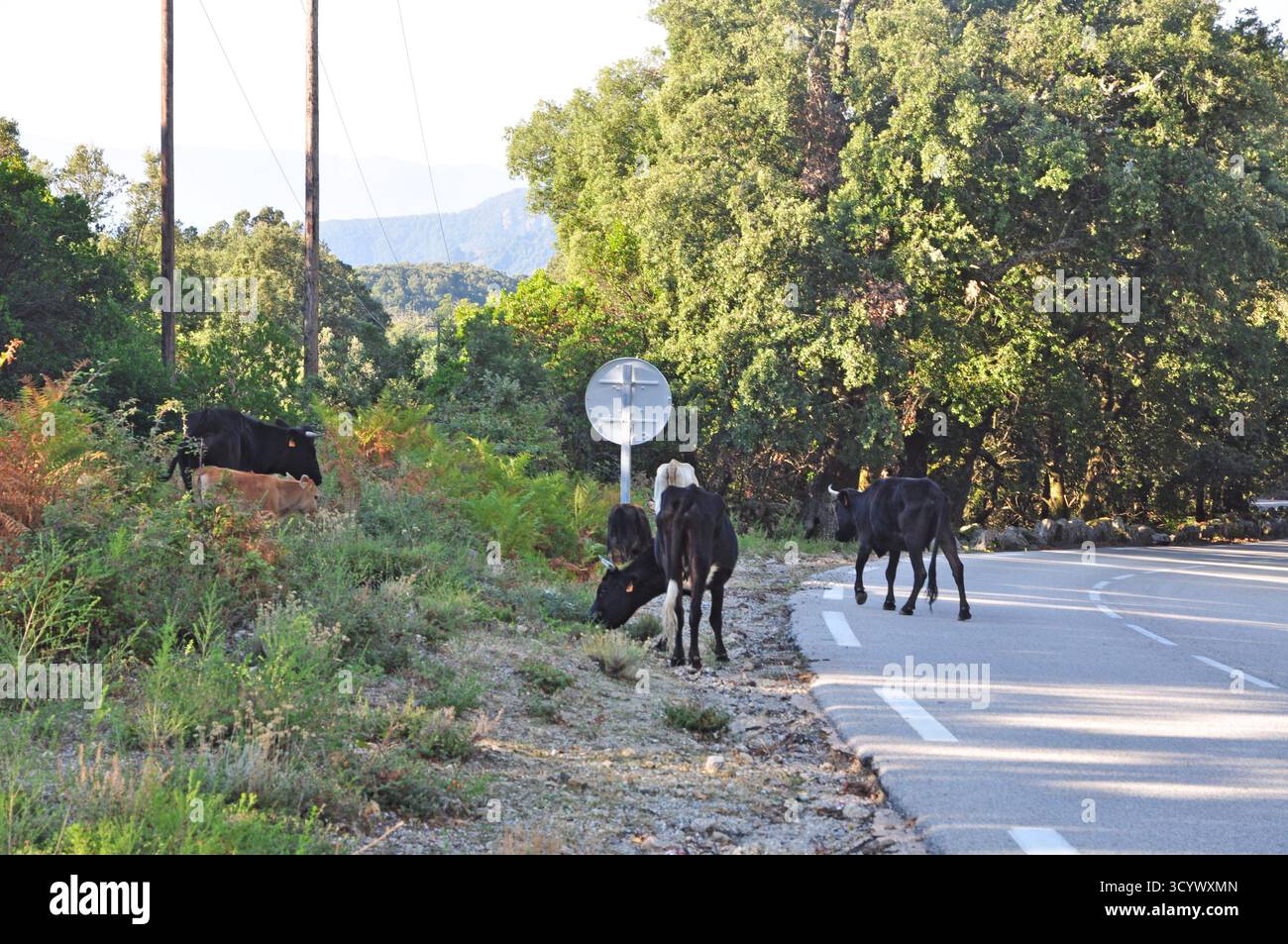 Stray cows on a south Corsican road Stock Photo - Alamy