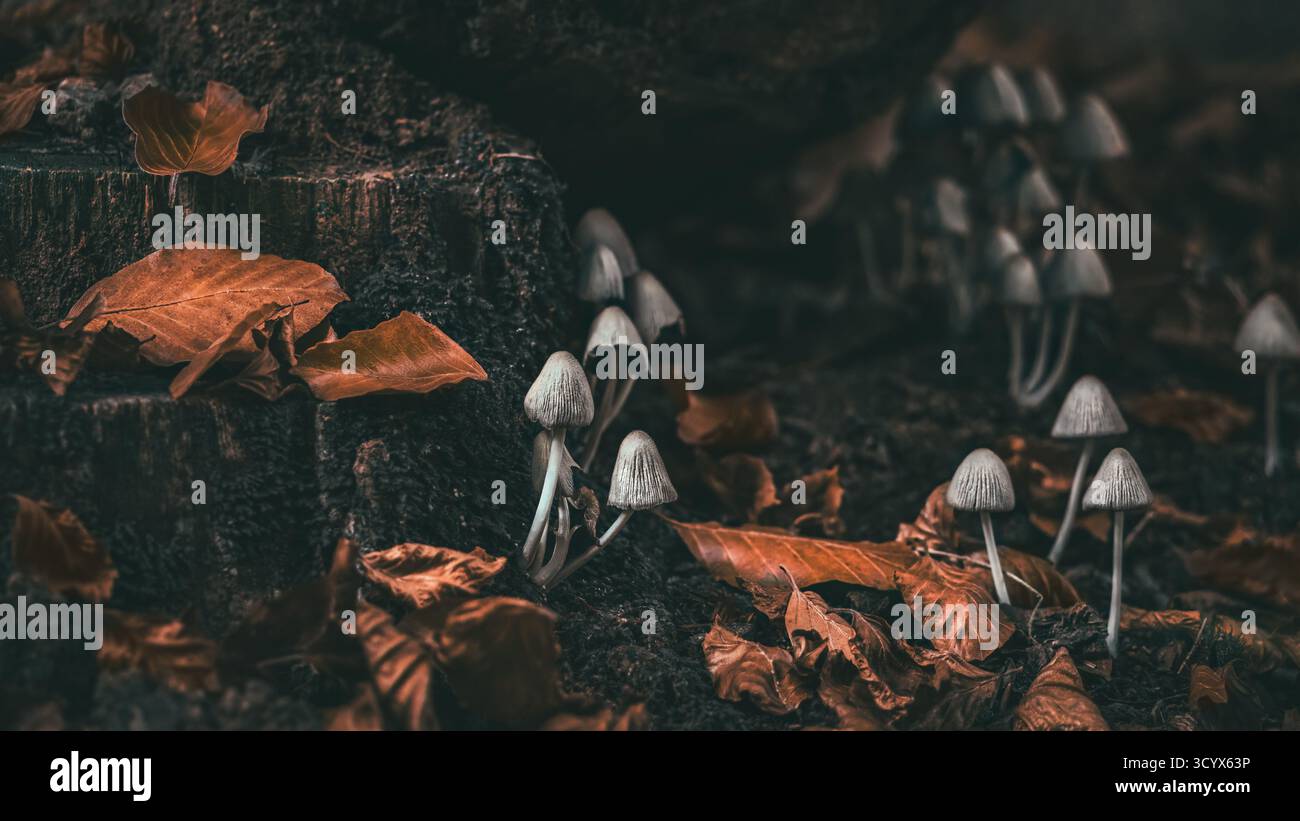 Macro photography of a group of tiny mica caps (Coprinellus micaceus ...