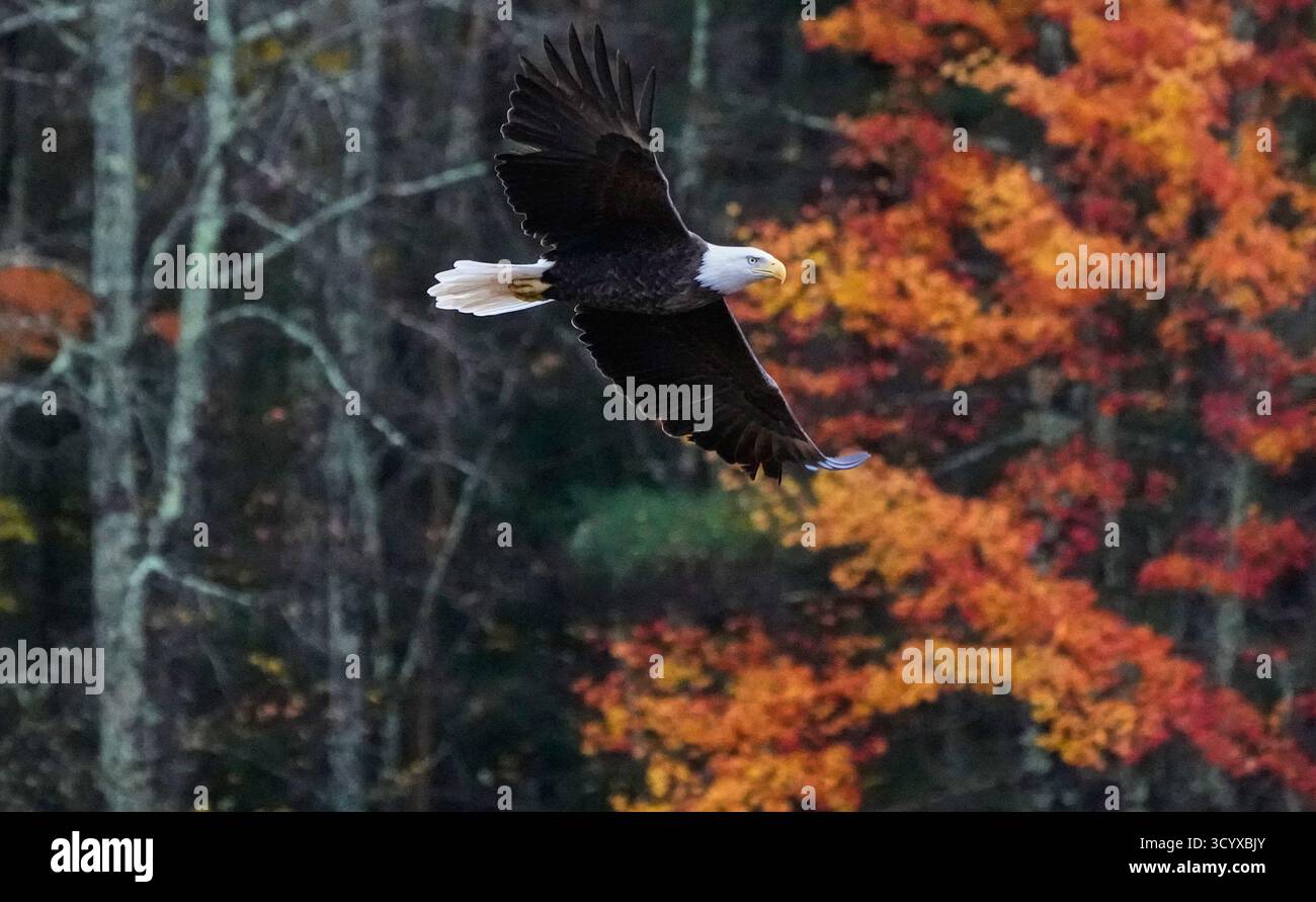 A bald eagle soars past a tree with fall foliage leaves changing colors ...