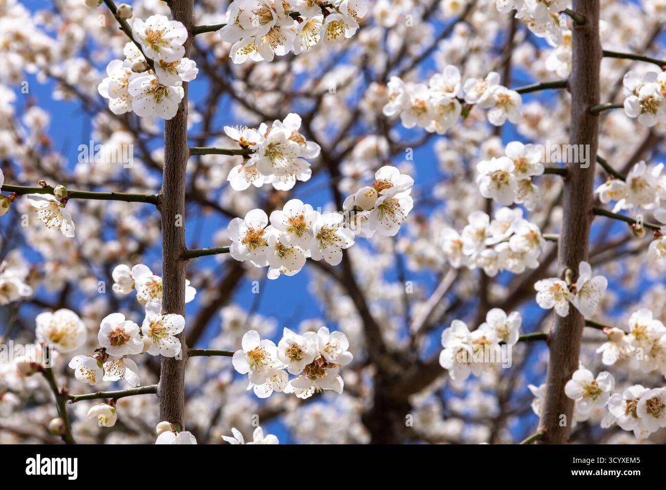 Cherry blossom, Sakura, at local park, Yokote city, Akita, Tohoku ...