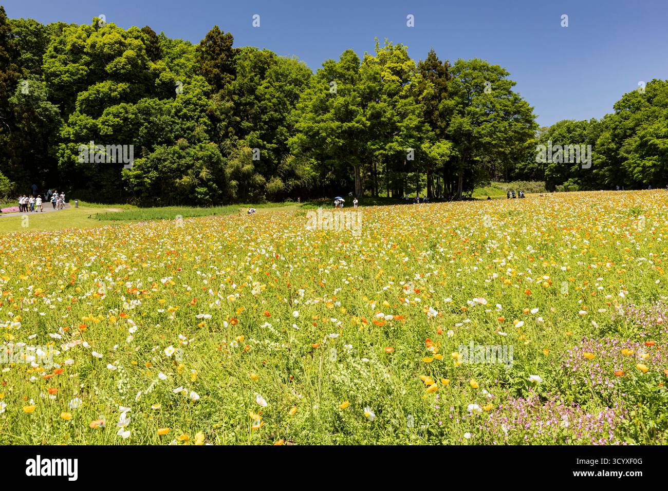 Musashi garden hi-res stock photography and images - Alamy