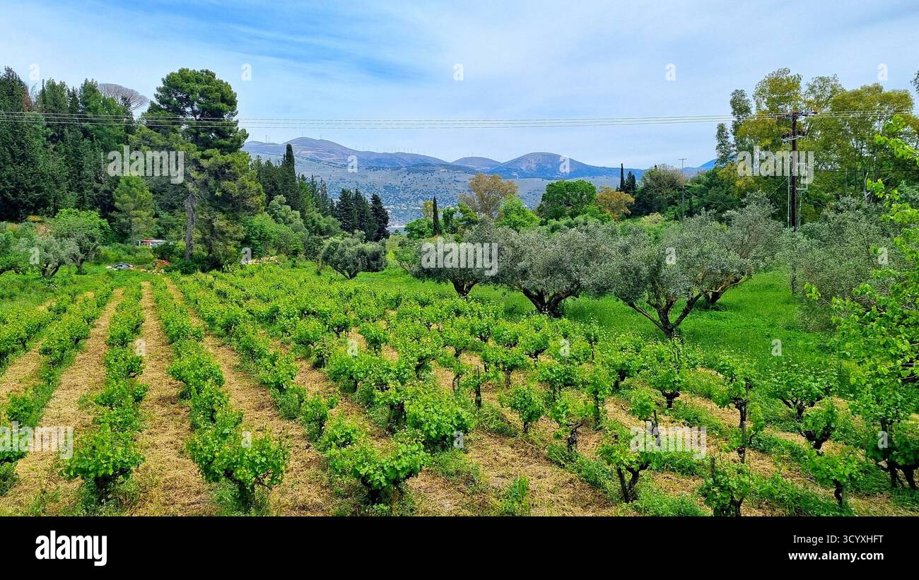 Scenic landscape with green vineyard and olive trees on Kefalonia ...