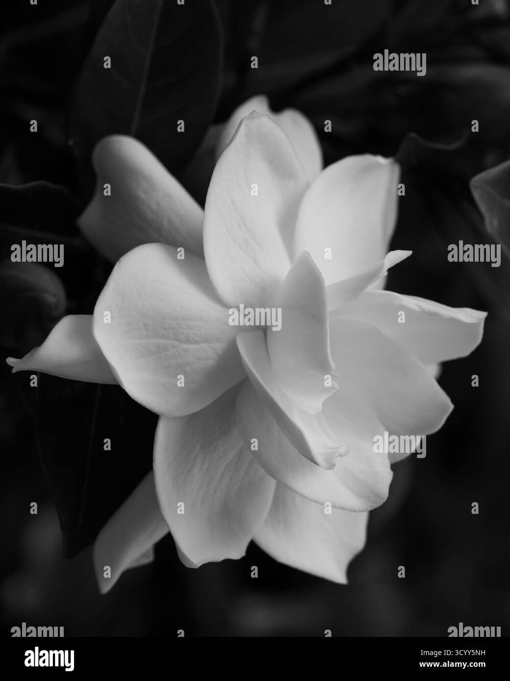 One perfect garden Black and White Stock Photos & Images - Alamy