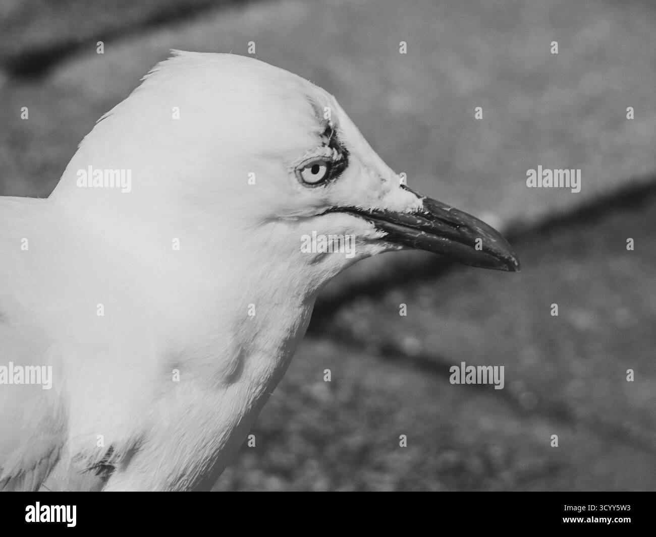 Closeup of head and face of a seagull in black and white Stock Photo ...