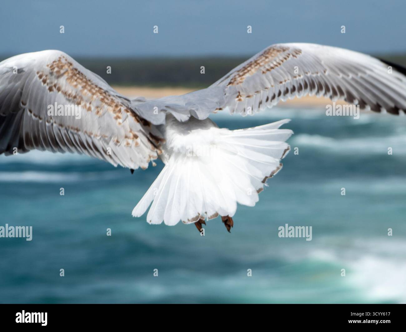 Seagull flying from behind, wings and tail feathers and back Stock ...
