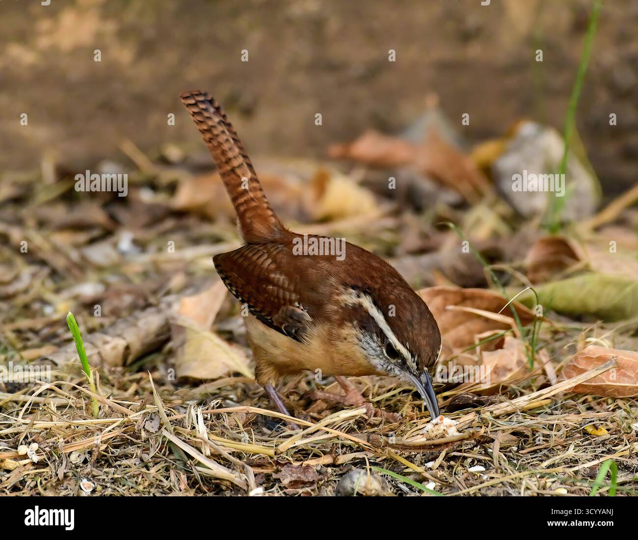 Carolina wren ground hi-res stock photography and images - Alamy