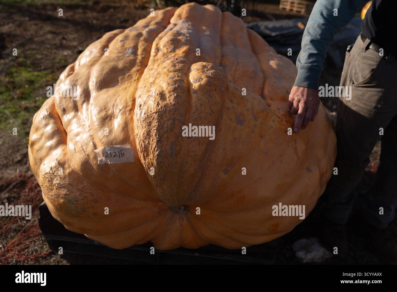 Kendall Spielman, president of Pacific Giant Vegetable Growers, looks ...