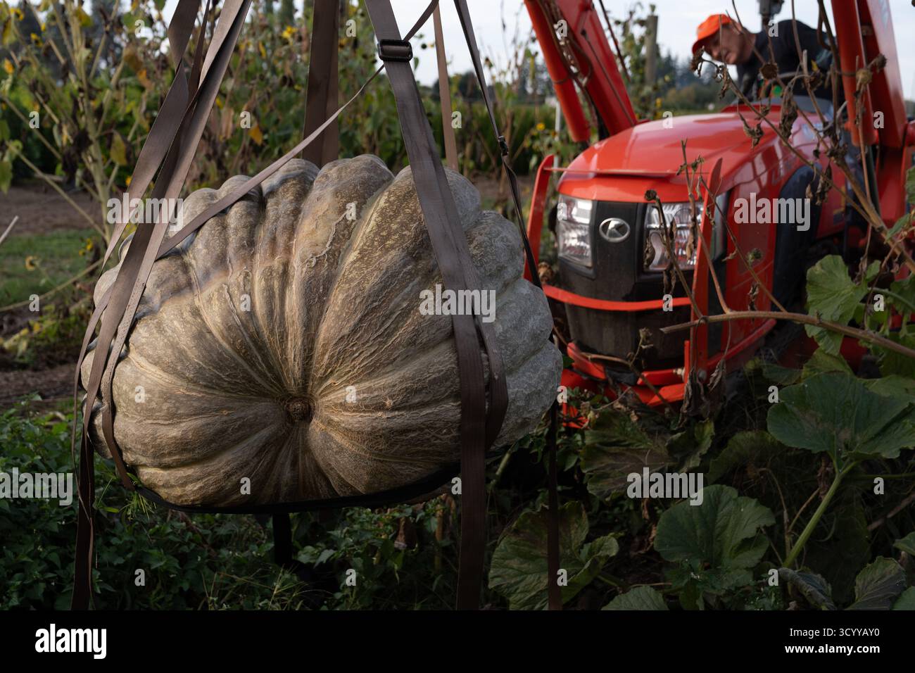 Kendall Spielman, president of Pacific Giant Vegetable Growers, moves a ...
