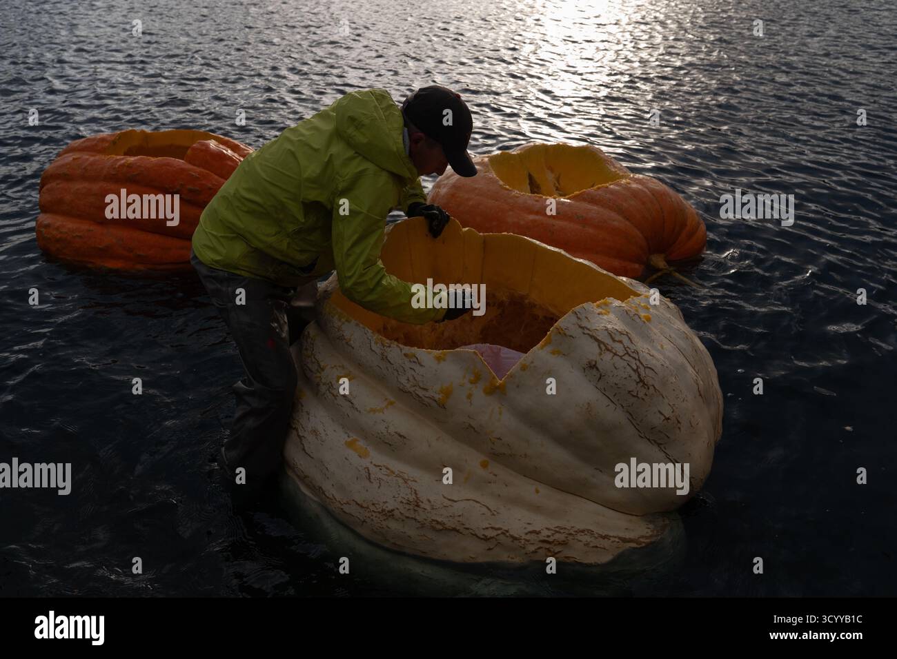 Brad Bahns hollows out a giant pumpkin before the West Coast Giant ...