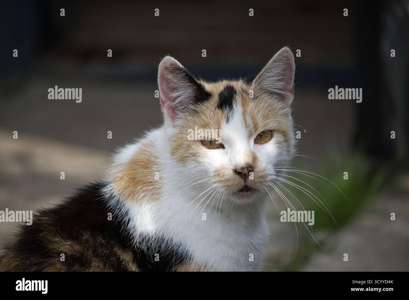 Beautiful calico cat captured hi-res stock photography and images - Alamy