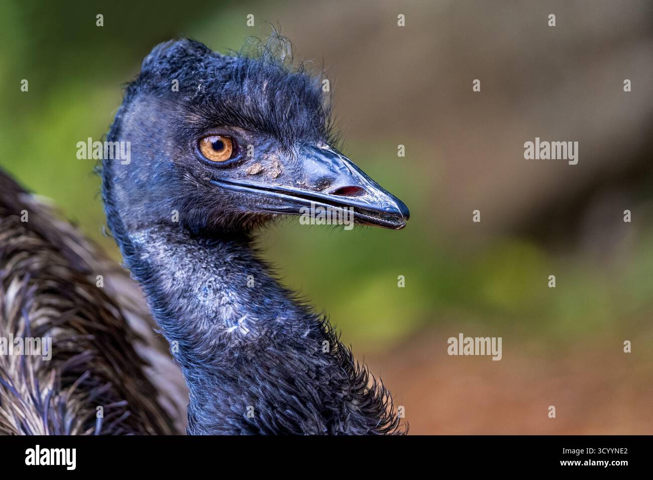 Orange eye bird hi-res stock photography and images - Alamy
