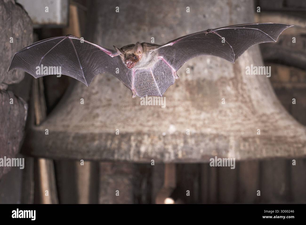 Big mouse ear (Myotis myotis), bat flying in front of church bell ...