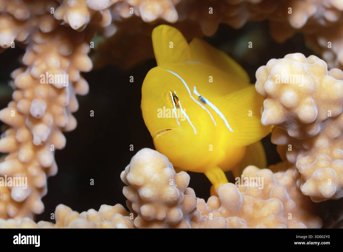 Lemon ground (Gobiodon citrinus) hiding in Agropora coral (Agropora ...