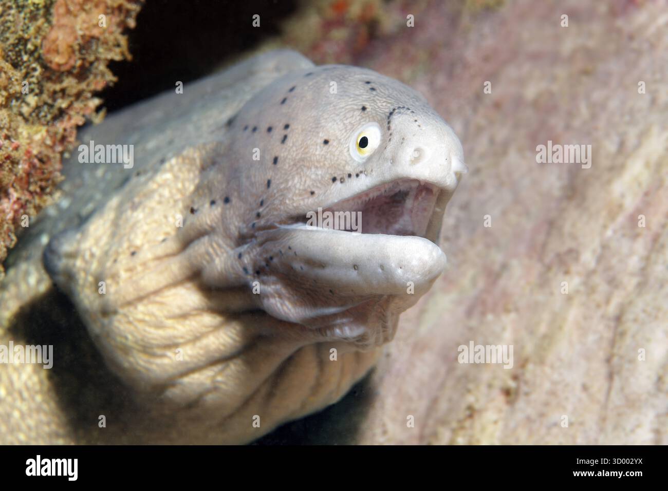 Grey moray eel (Gymnothorax griseus) looks out of hiding place, Arabian ...