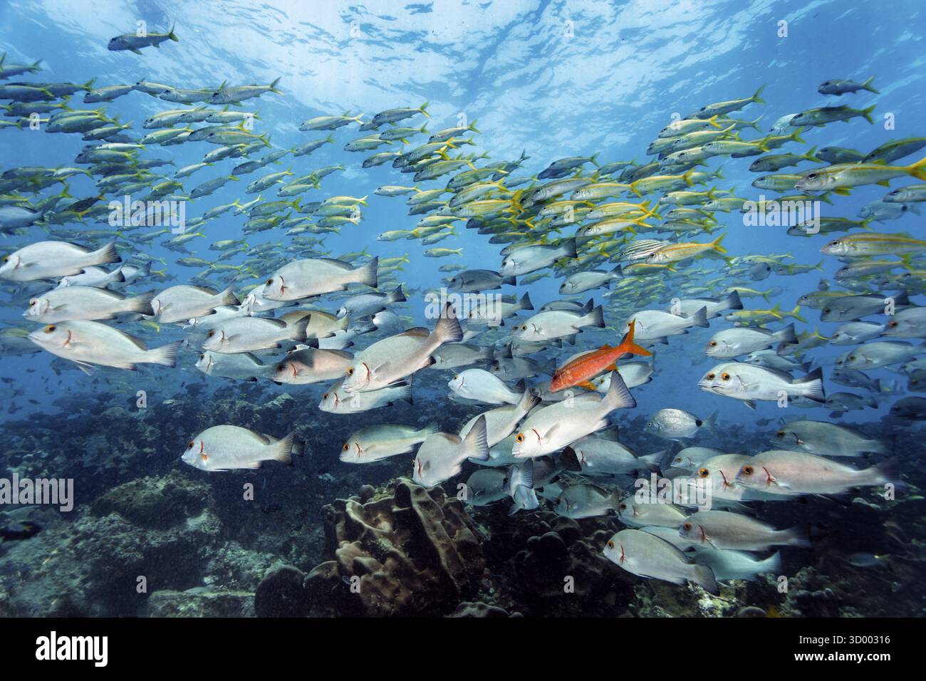 Mixed swarm, fish swarm, black sweet lip (Plectorhinchus Sordidus) in ...