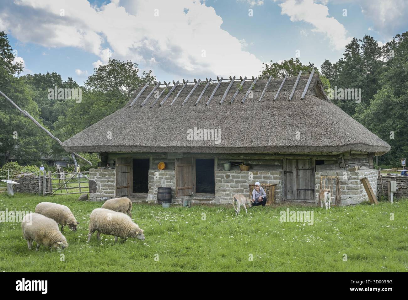 Cattle shed, sheep, goats, thatched roof, Estonian Open Air Museum ...