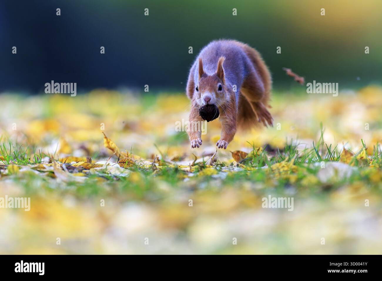 Squirrels with nuts jumping across leafy grass, lots of space and soft ...