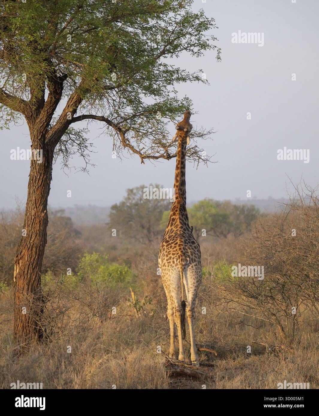 Giraffe in the bush from Kruger National Park - Kruger National Park ...
