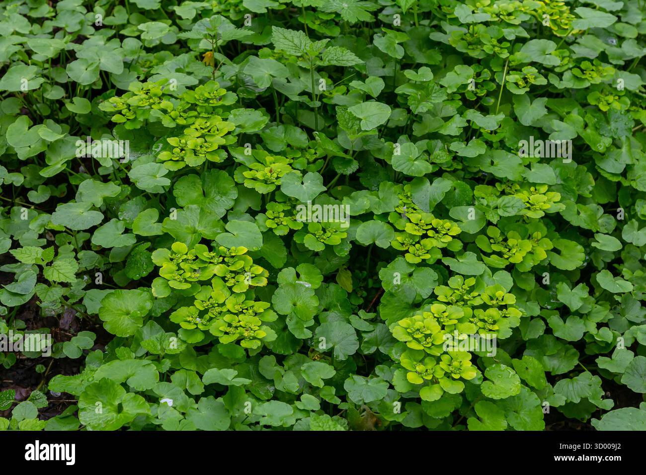 Dense clusters of vibrant green foliage fill the ground in a shaded ...