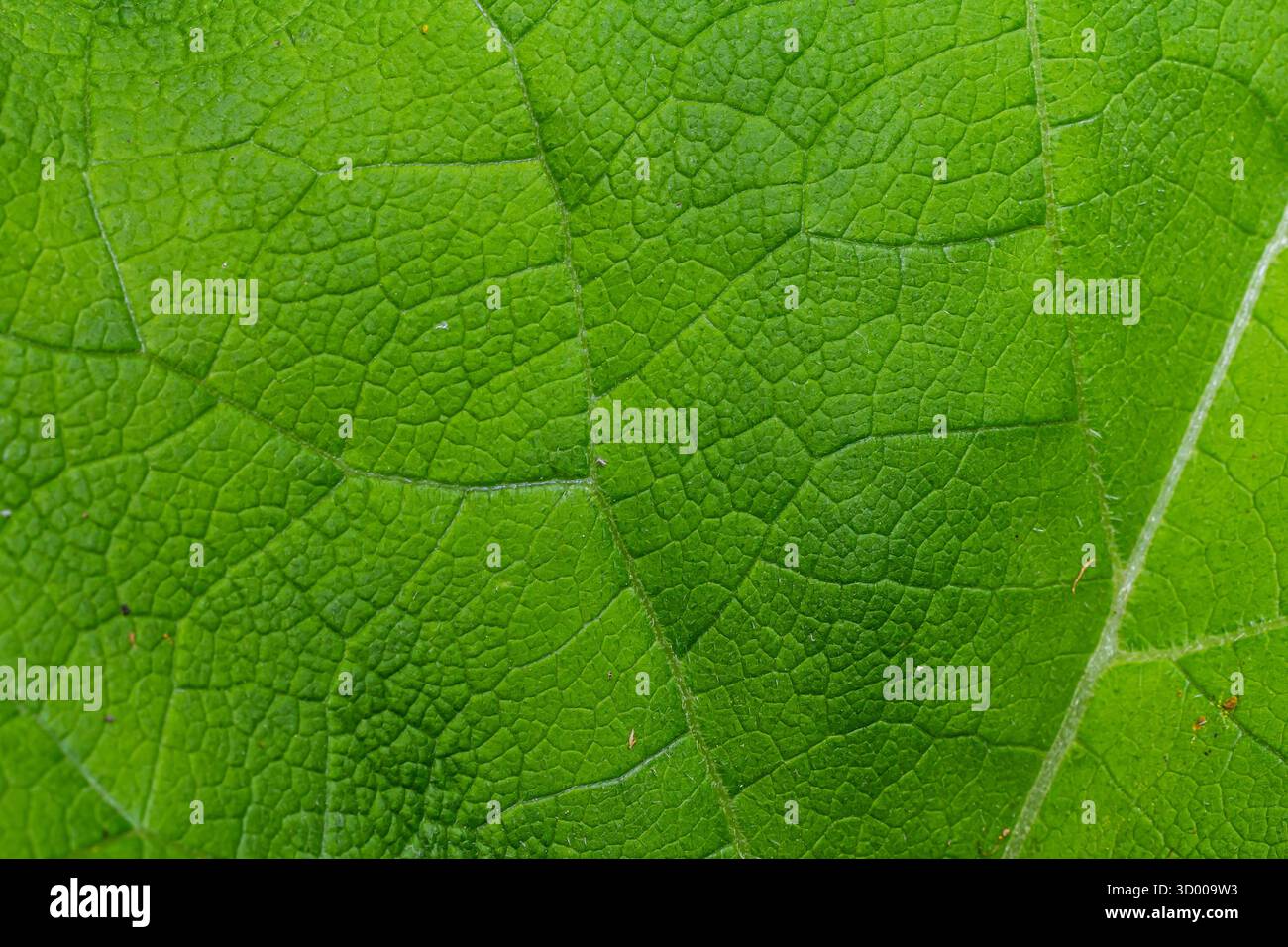 Detailed examination of a bright green leaf reveals its unique texture ...