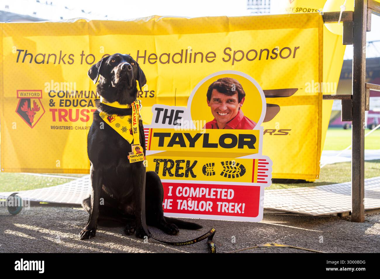 Black Labrador finishes the 2025 Taylor Trek walk at Watford FC's ...