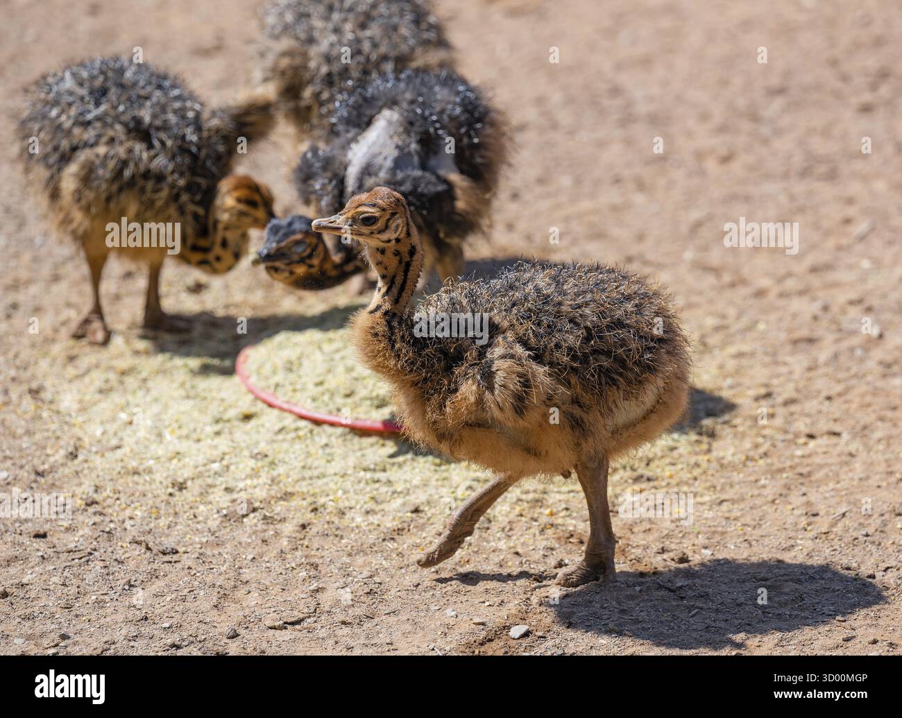 African ostrich chicks on an ostrich farm in the semi-desert landscape ...
