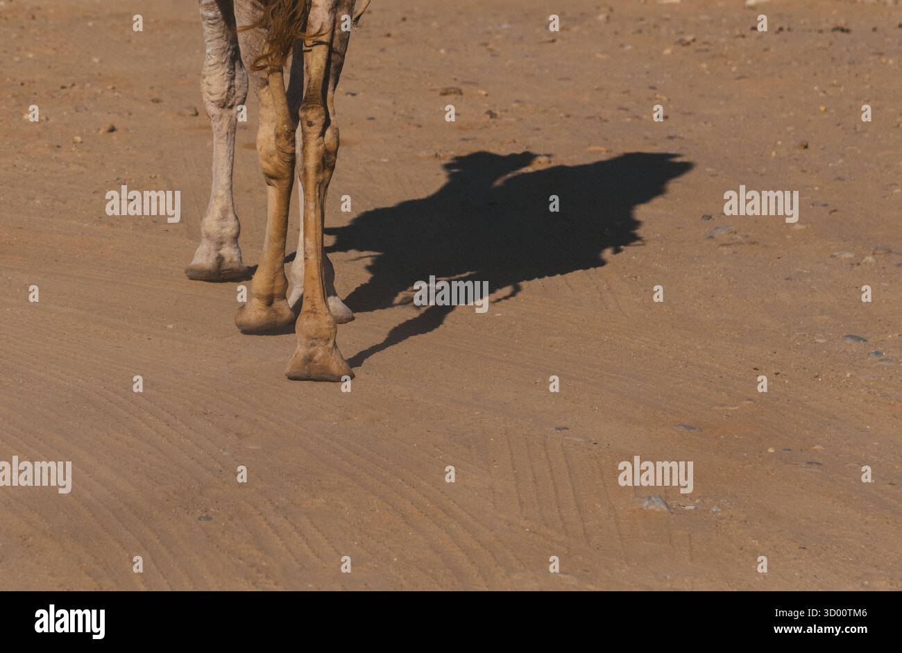 Desert shadow long legs hi-res stock photography and images - Alamy