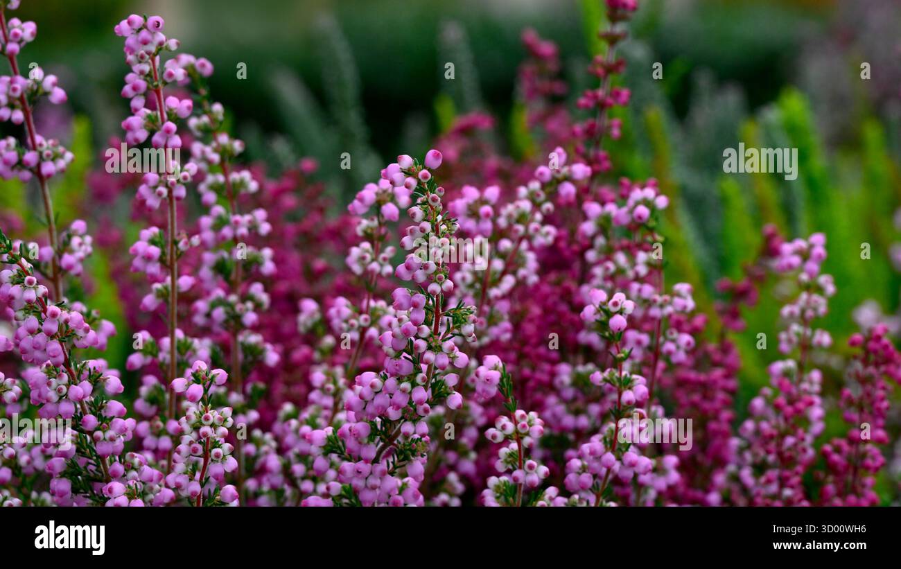 Heidis mix hi-res stock photography and images - Alamy