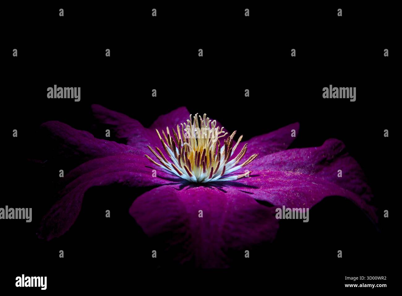 Ultraviolet photograph of a single flower showing fluorescent patterns ...