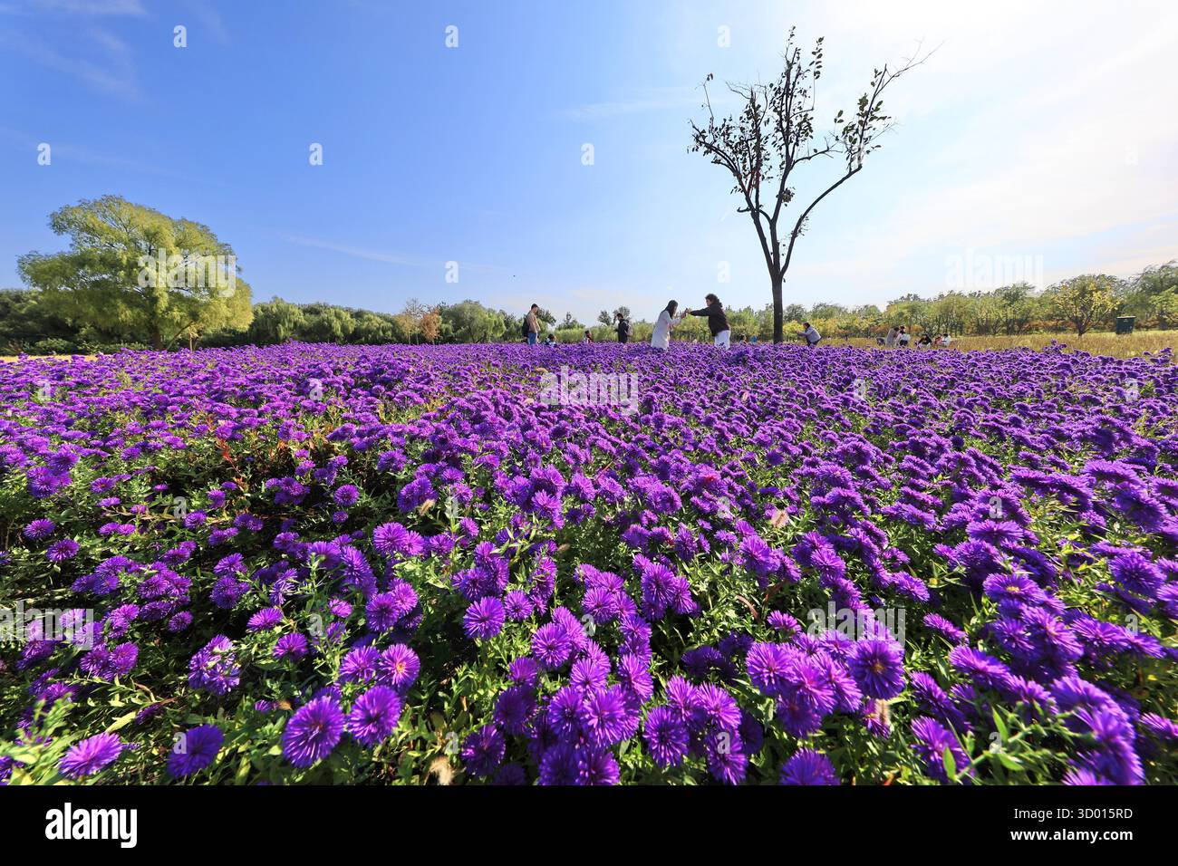 Purple chrysanthemum flowers bloom at a park in Beijing, China, 18 ...