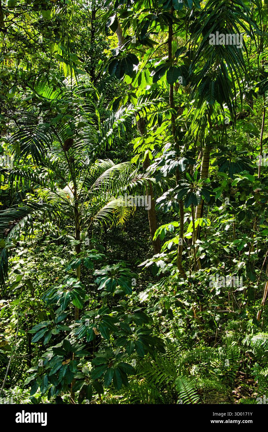 Dense tropical jungle in Litchfield National Park, Northern Territory ...