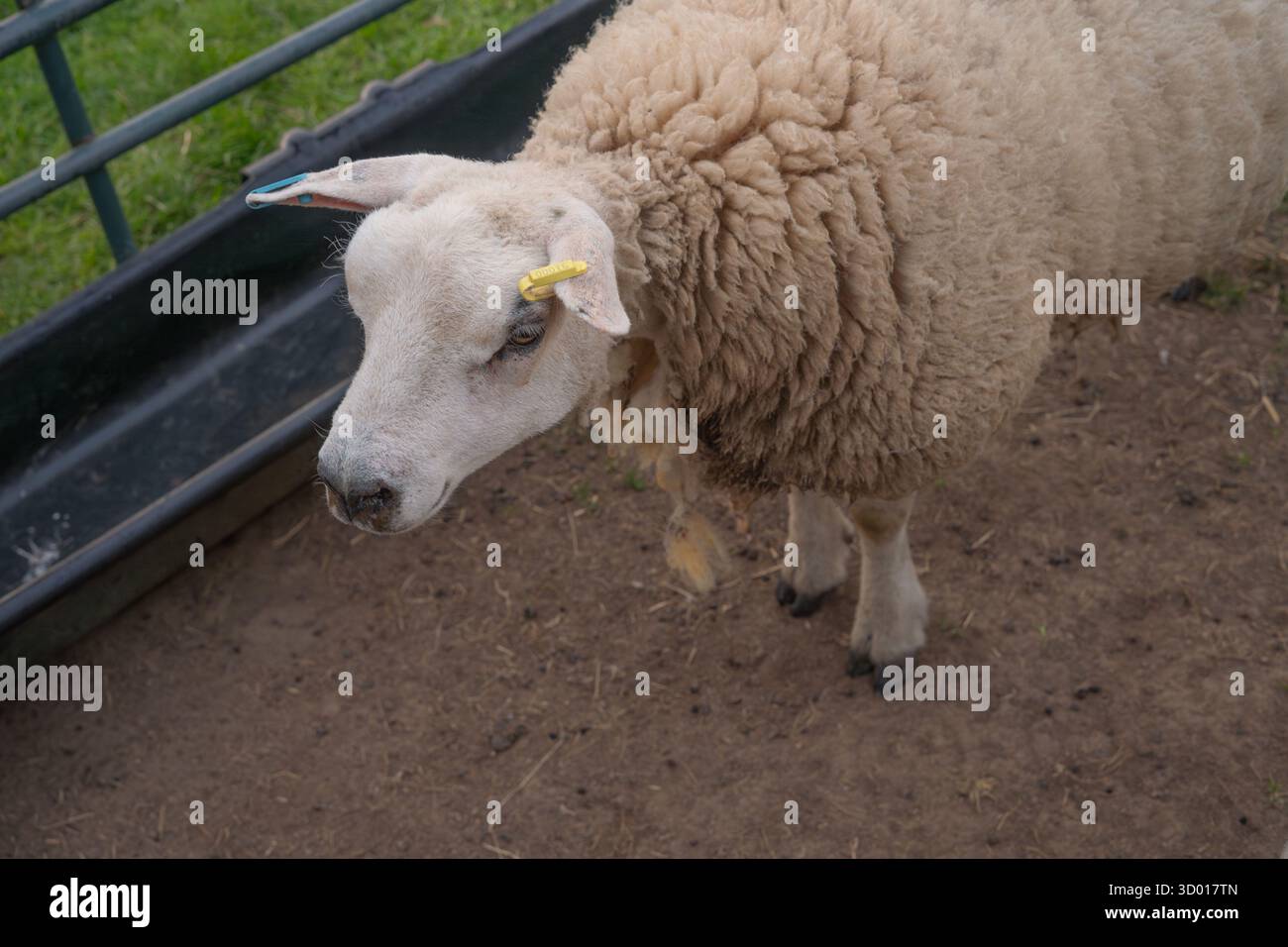 Taking pictures of sheep hi-res stock photography and images - Alamy
