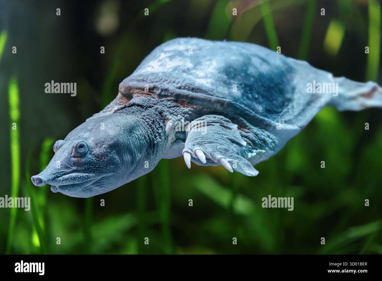Frontal Portrait view of a Chinese softshell turtle (Pelodiscus ...