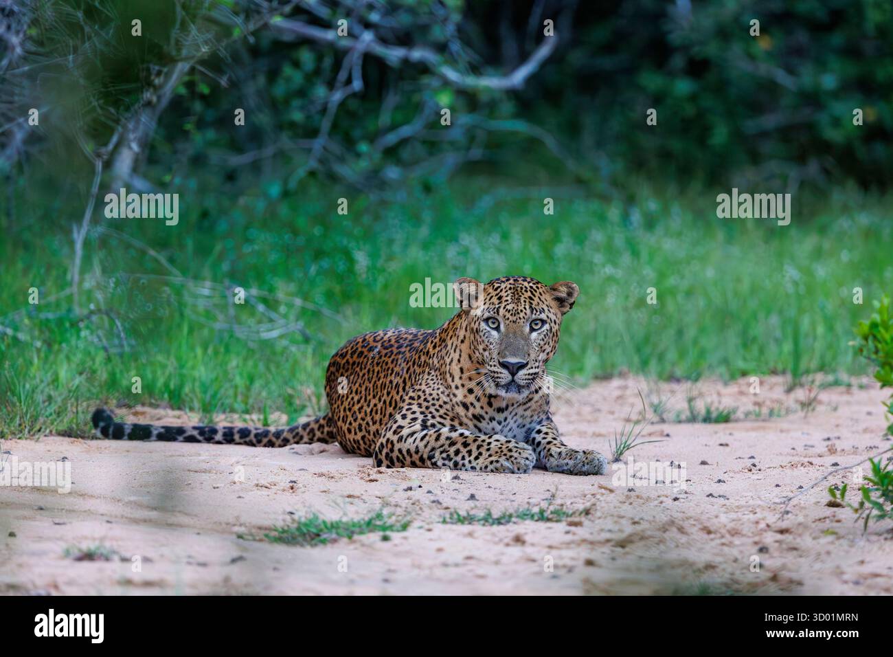 Sri Lanka, Kumana National Park, Ceylon Leopard (Panthera pardus kotiya ...