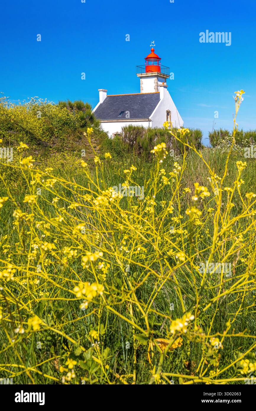 France, Morbihan, Groix Island, spring flowering in front of the Pointe ...