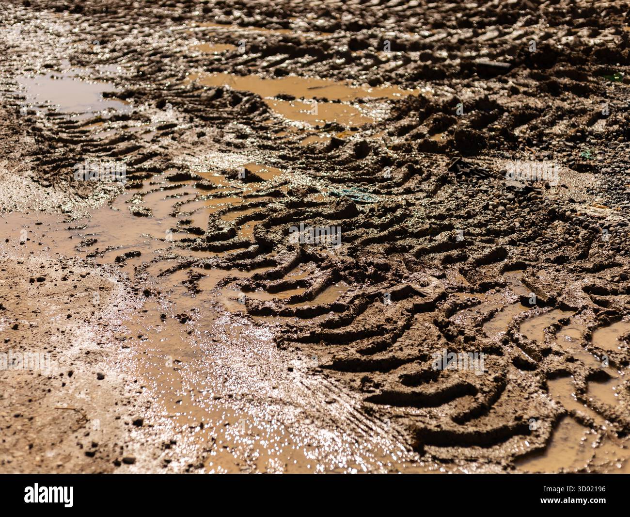 Tire tracks create intricate patterns in wet mud at a rural ...