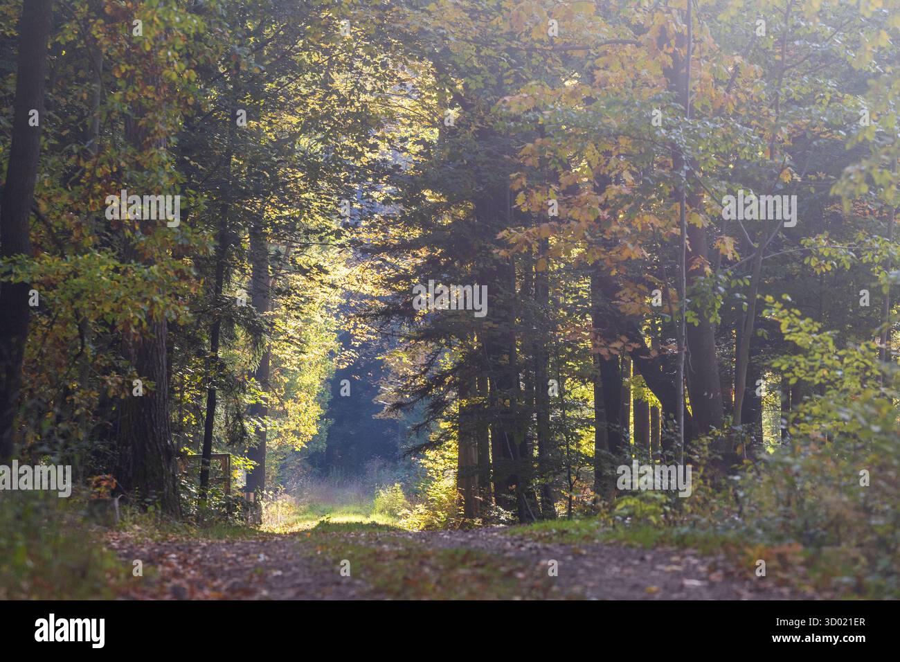 Sonnenstrahlen im Wald Die Sonne scheint durch die Blätter des Waldes ...