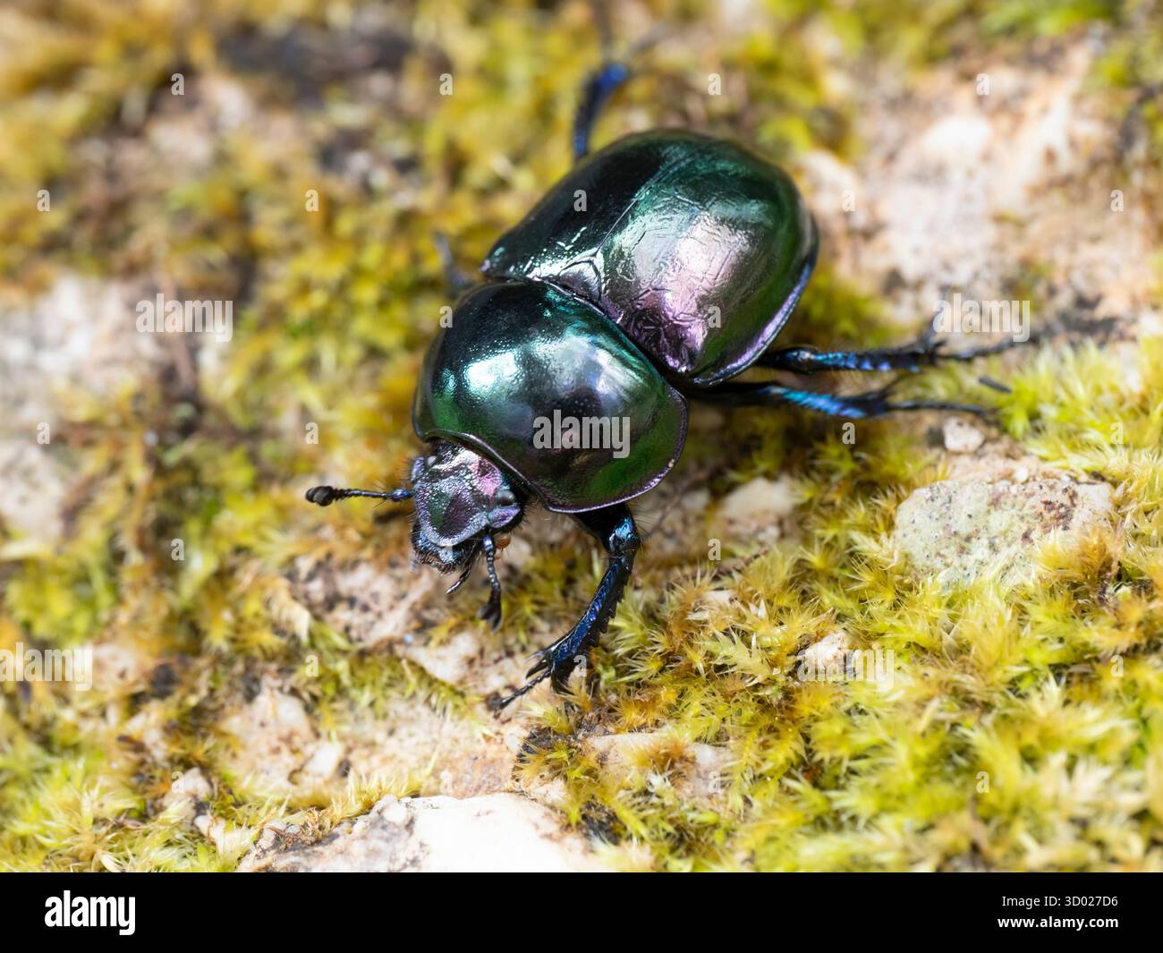 Dor Beetle (Family: Geotrupidae) Monte Sant' Angelo, Gargano Region ...