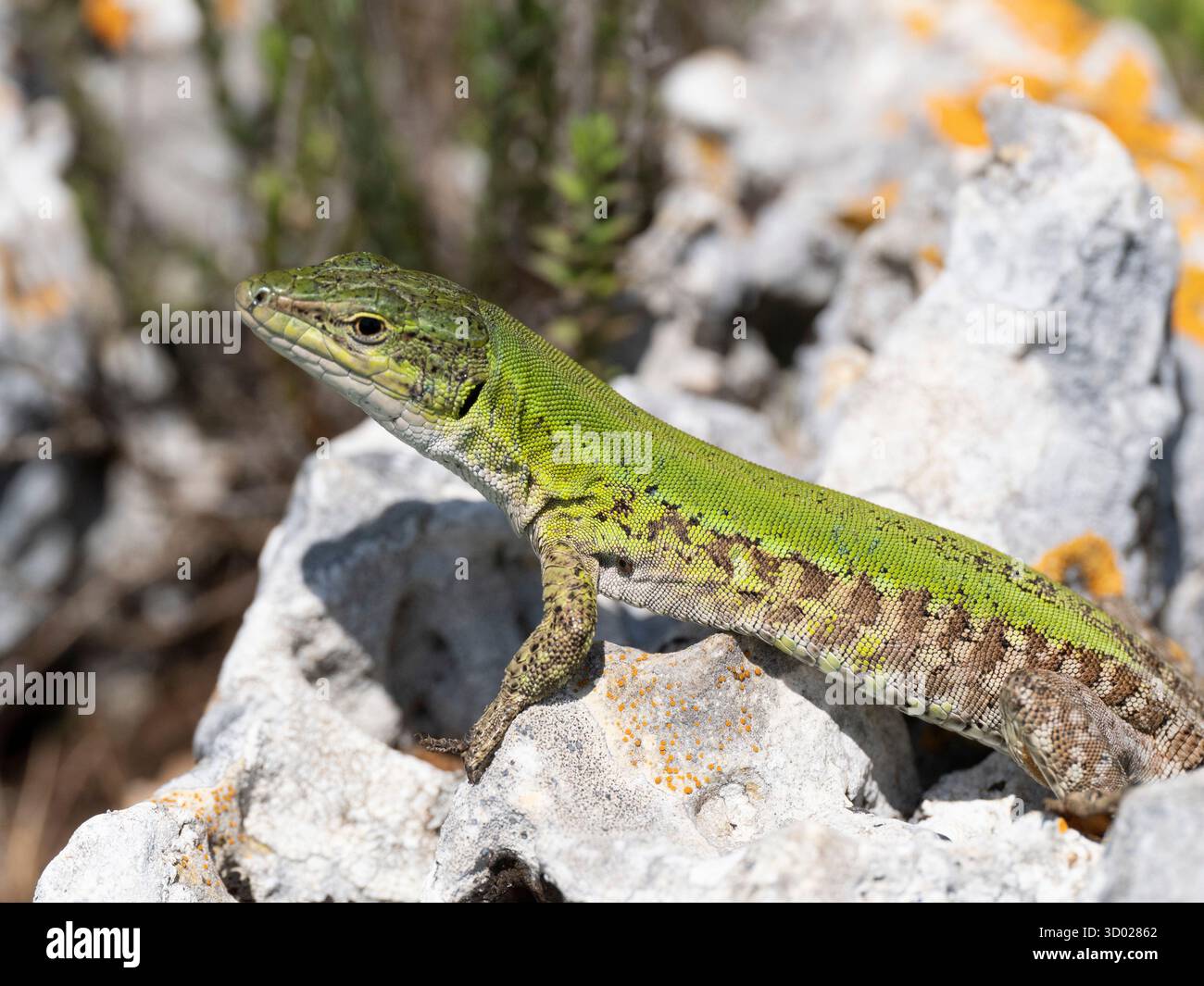 Italian Wall Lizard (Podarcis siculus) Monte Sant' Angelo, Gargano ...