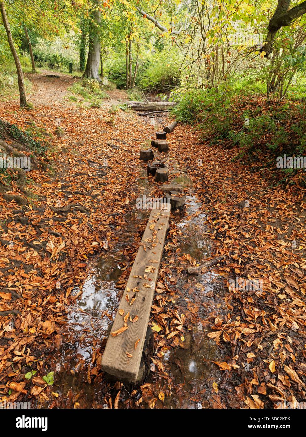 Man made wooden stepping blocks, surrounded by autum leaves, along a ...