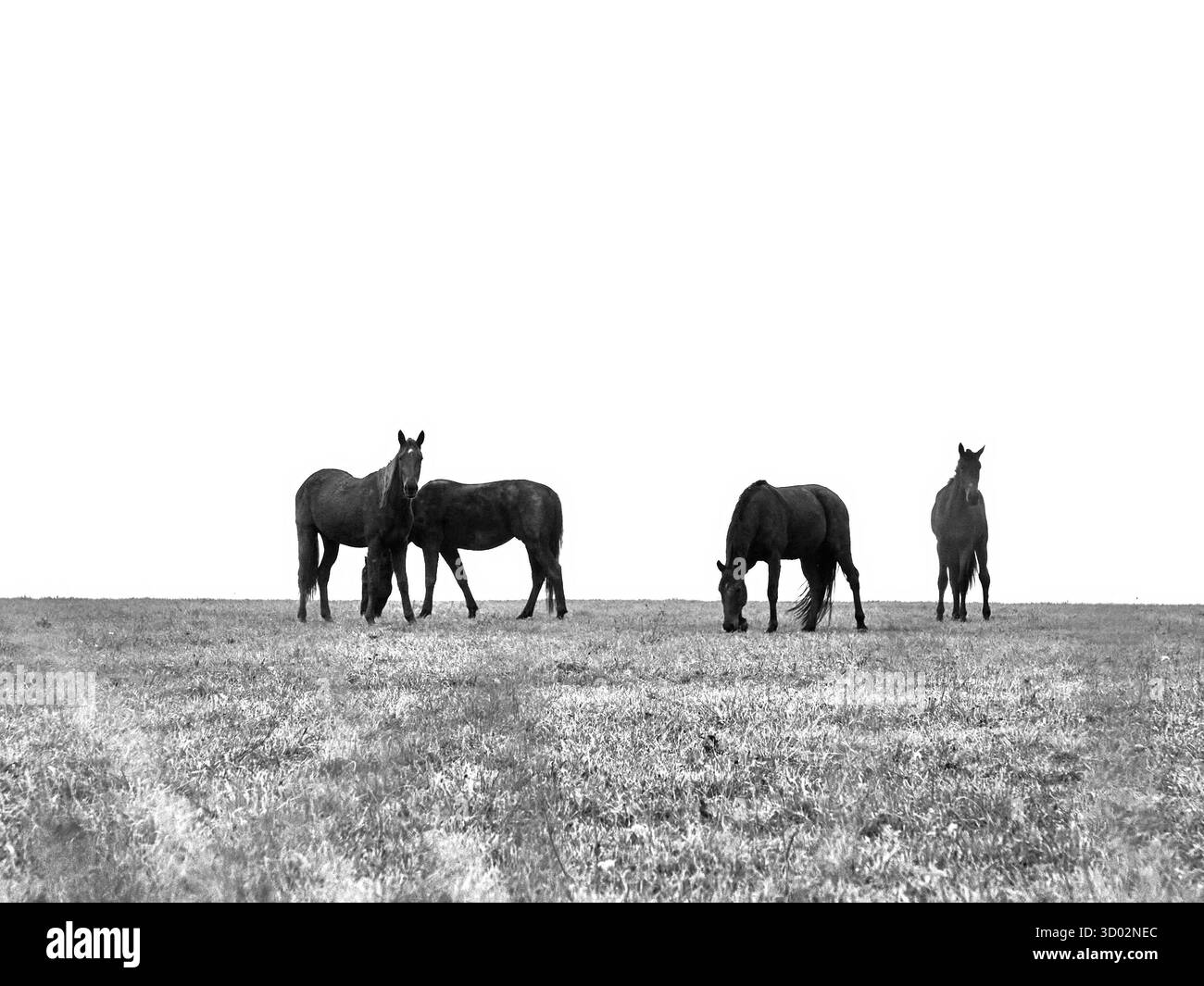 Open landscape featuring Black and White Stock Photos & Images - Alamy