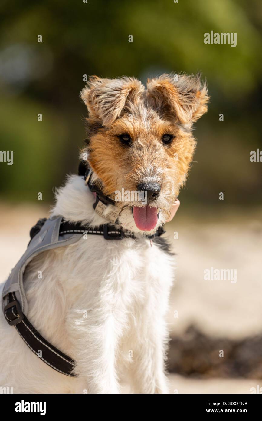 Female fox terrier in hi-res stock photography and images - Alamy