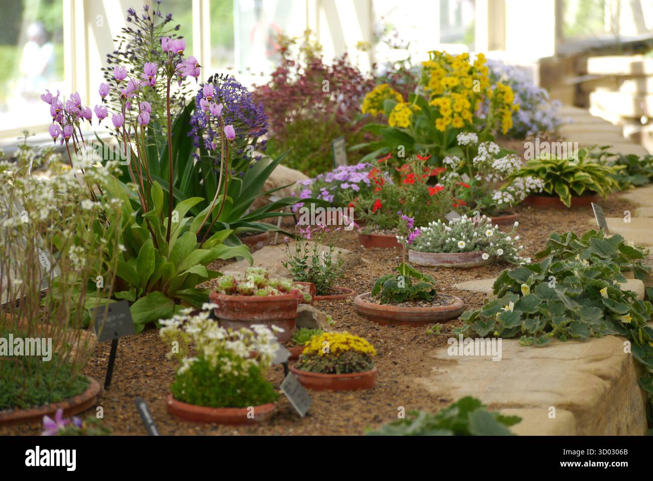 Alpines, Cacti and Succulents on Display in the Alpine House at RHS ...
