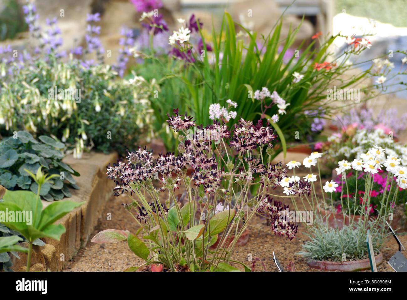 Alpines, Cacti and Succulents on Display in the Alpine House at RHS ...