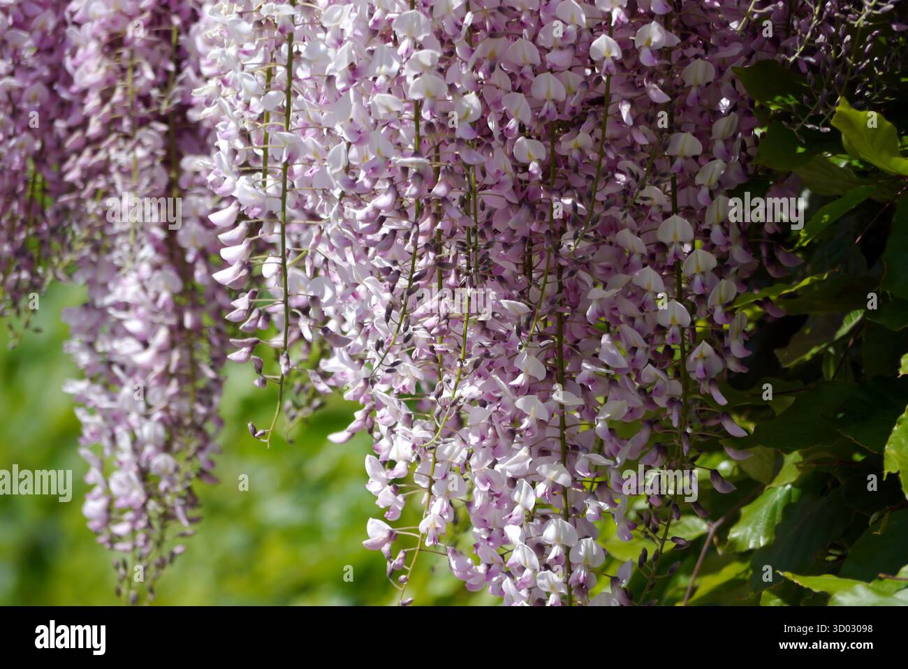 Lilac Wisteria Flowers Hanging Over a Green Hedge on Display in the ...