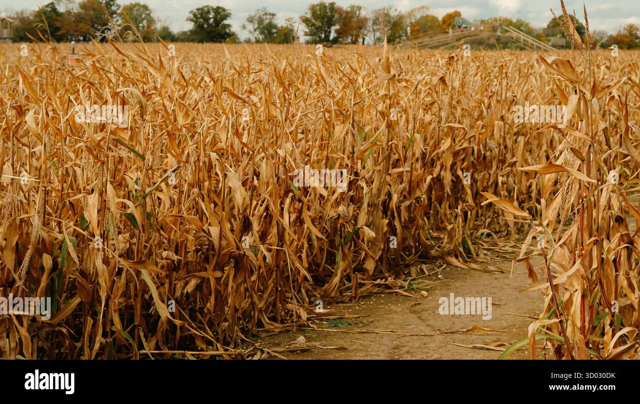 Autumn corn field background with warm sunset harvest atmosphere Stock ...