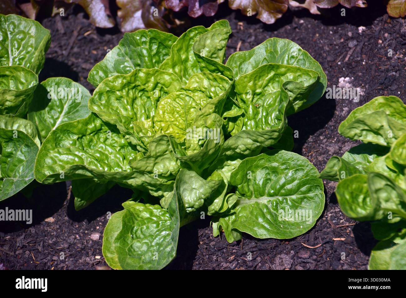 Green Lettuce (Lactuca Sativa) 'Chatsworth' (Cos) Salad Leaves Grown in ...